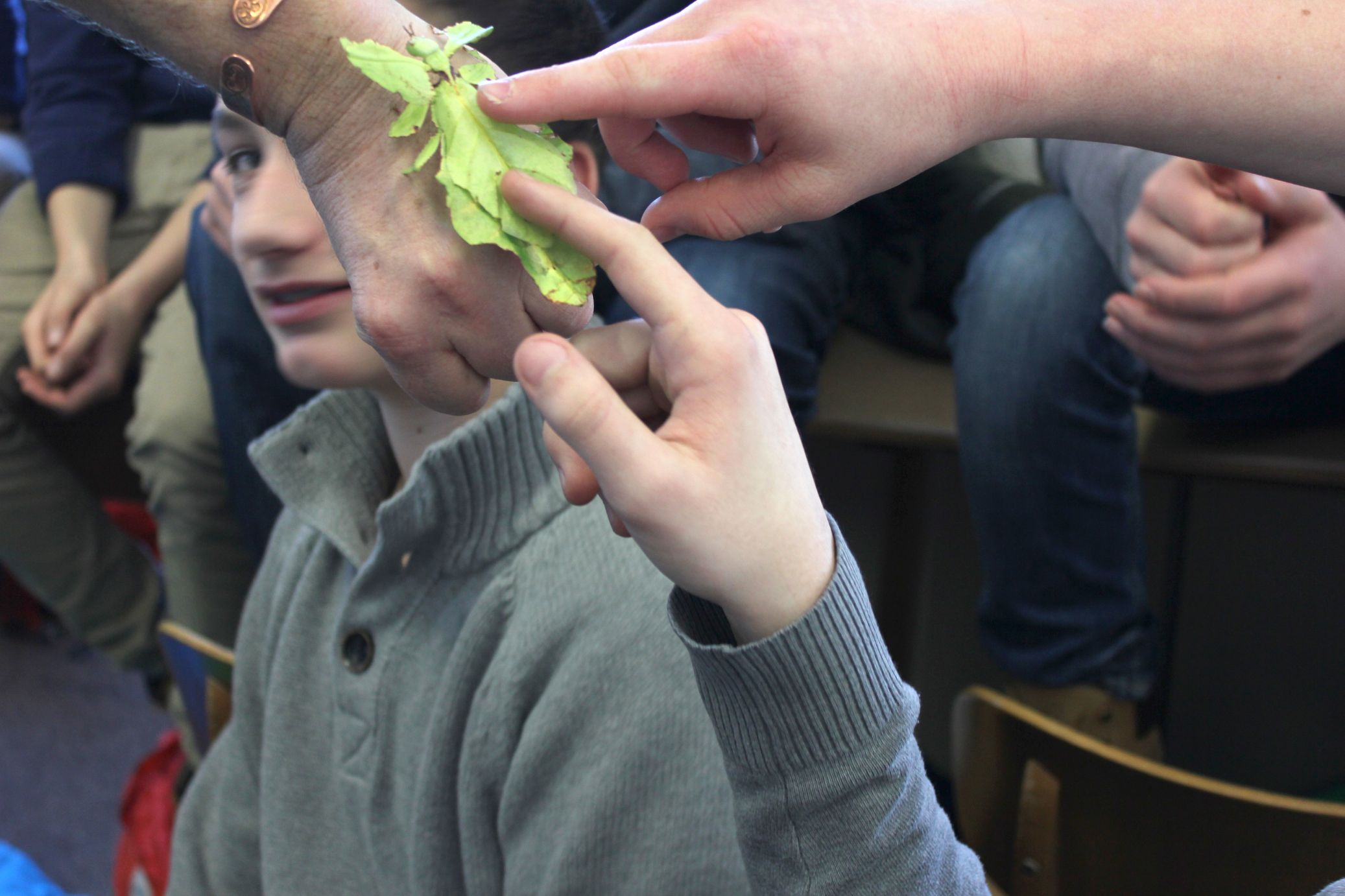 Gymnasium Tegernsee – Kriech- und Krabbeltiere in der Schule