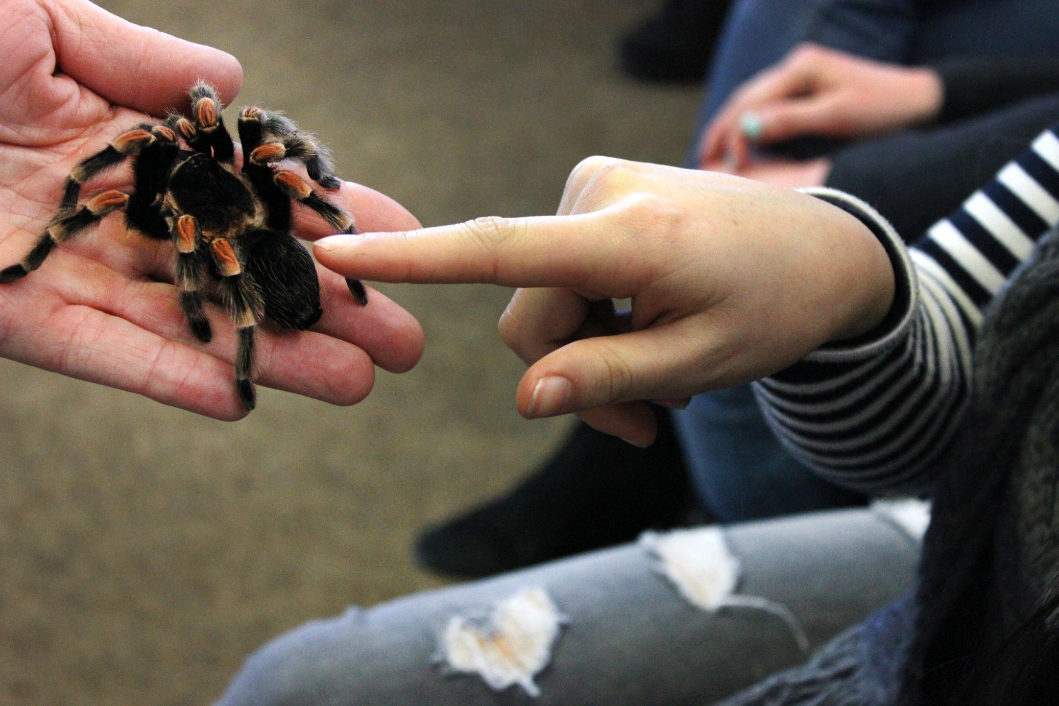 Gymnasium Tegernsee – Kriech- und Krabbeltiere in der Schule