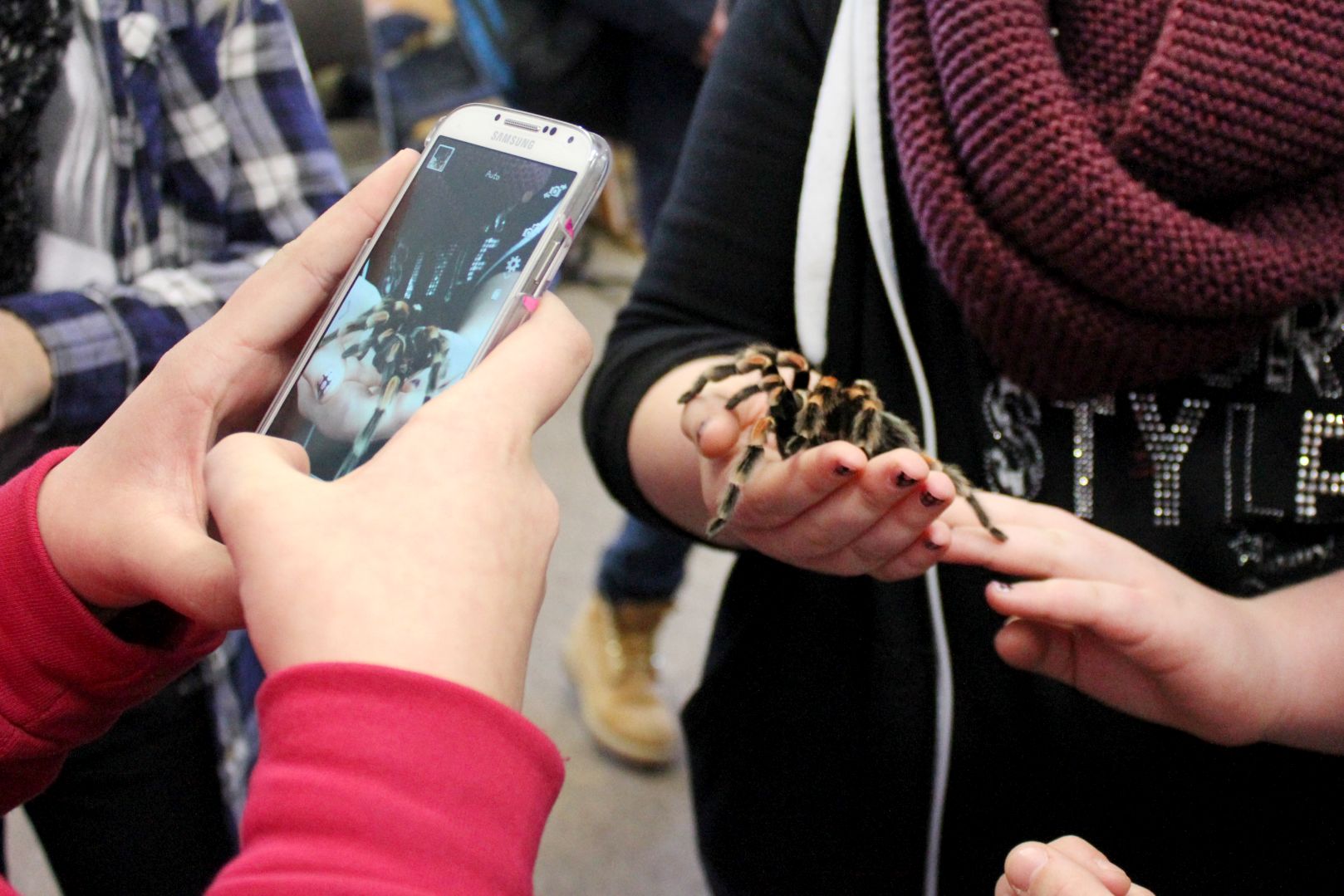 Gymnasium Tegernsee – Kriech- und Krabbeltiere in der Schule
