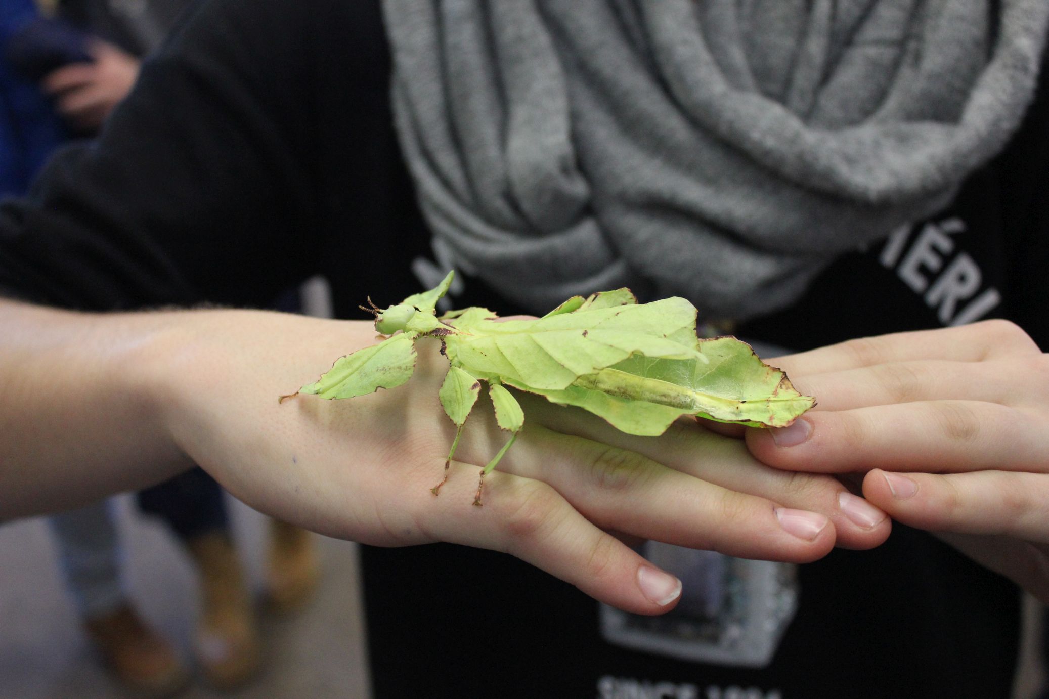 Gymnasium Tegernsee – Kriech- und Krabbeltiere in der Schule